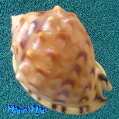 shellauction.net :: Semicassis cf. labiata iheringi - 3788738