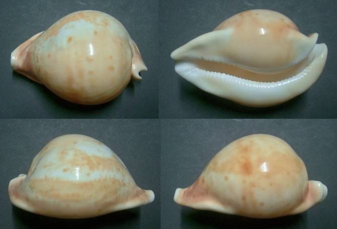 shellauction.net :: Umbilia armeniaca ssp. - 3788746