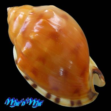 shellauction.net :: Semicassis labiata iheringi - 3788750