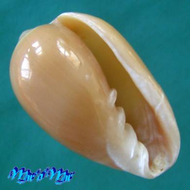 shellauction.net :: Prunum rubens - 3788779