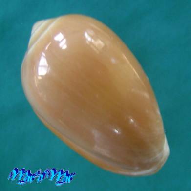 shellauction.net :: Prunum rubens - 3788779