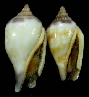 shellauction.net :: Strombus microurceus - 3788799