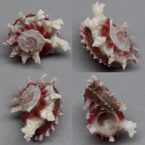 shellauction.net :: Angaria formosa - 3789057