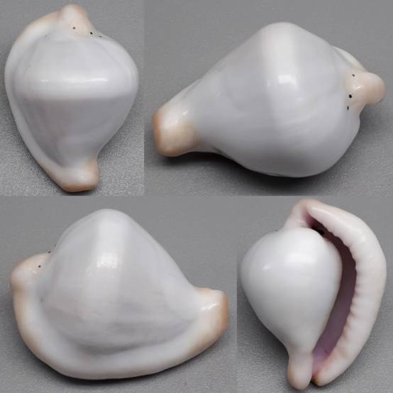 shellauction.net :: Ovula costellata - 3789092