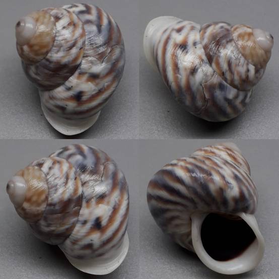 shellauction.net :: Canefriula lacteolata - 3789262