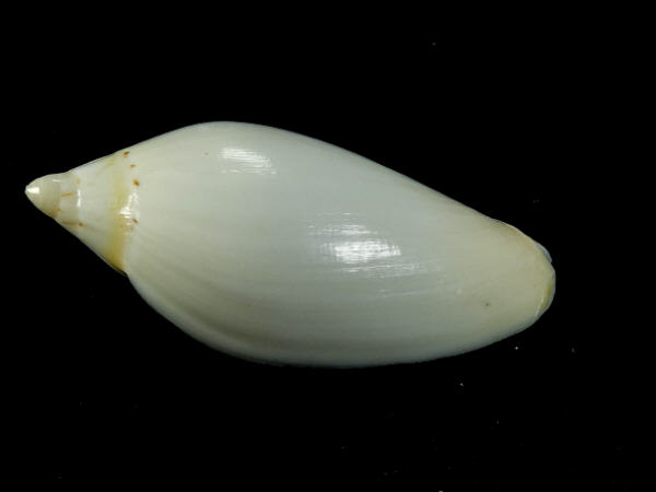 shellauction.net :: Amoria simoneae - 3789335