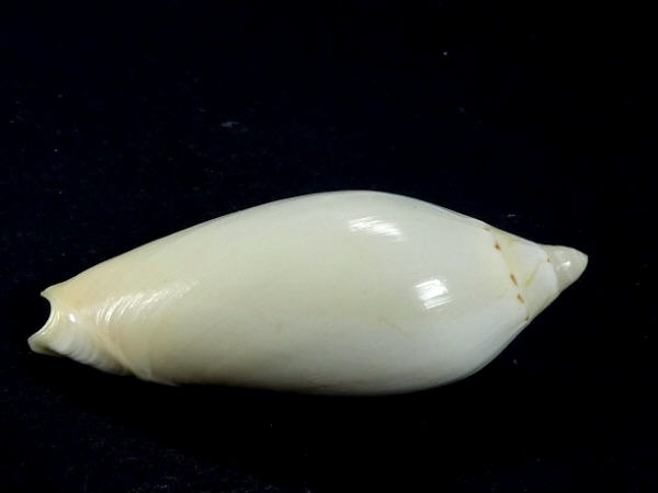 shellauction.net :: Amoria simoneae - 3789335