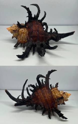 shellauction.net :: Chicoreus cornucervi - 3789391