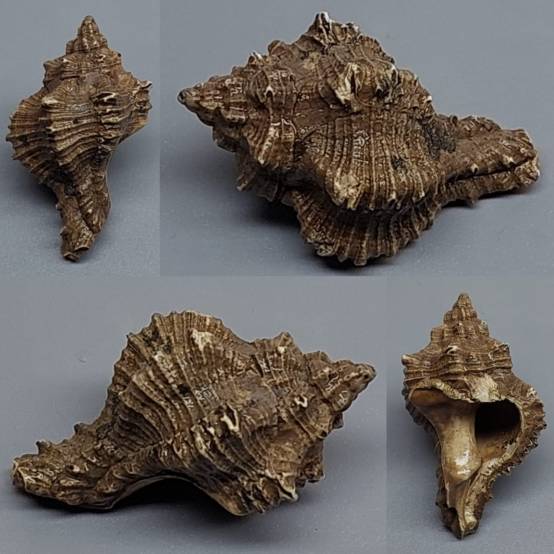 shellauction.net :: Murex sp. - 3789833