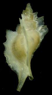 shellauction.net :: Timbellus phaneus - 3789865