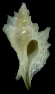 shellauction.net :: Timbellus phaneus - 3789865