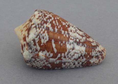 shellauction.net :: Conus regius - 3790037