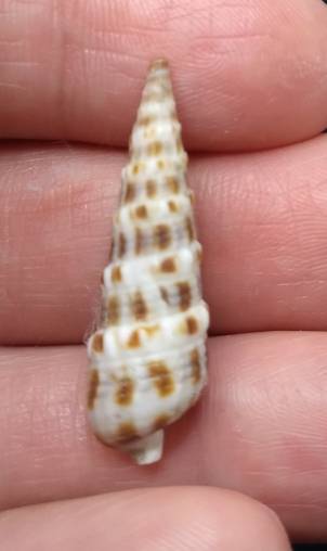 shellauction.net :: Terebra variegata - 3790085