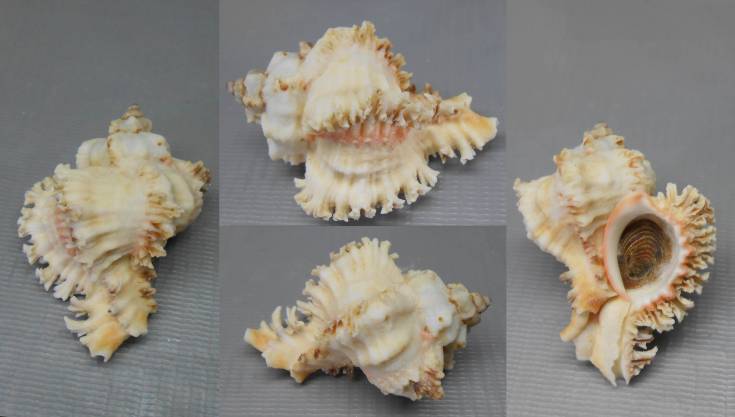 shellauction.net :: Hexaplex cichoreum sp. - 3790146