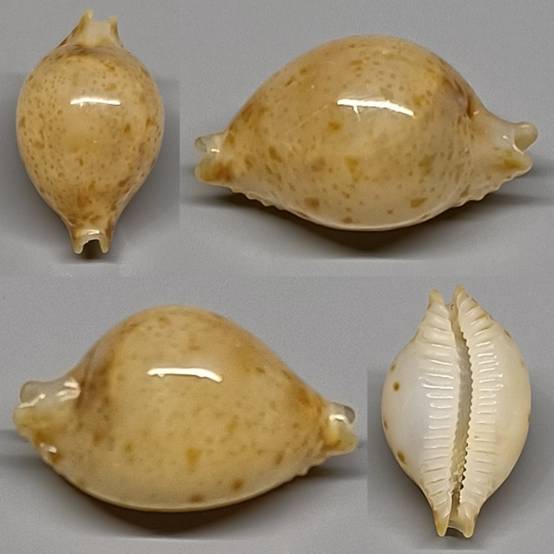 shellauction.net :: Pustularia margarita - 3790229