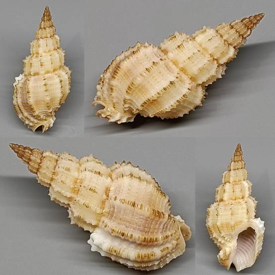 shellauction.net :: Phos roseatus - 3790284