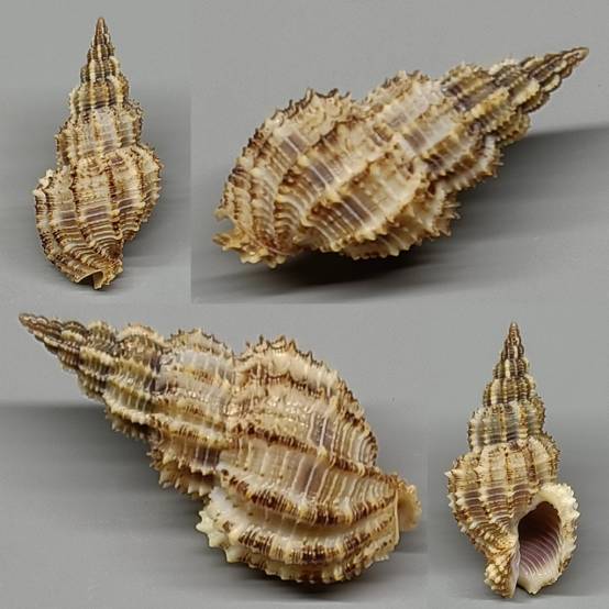 shellauction.net :: Phos roseatus - 3790286