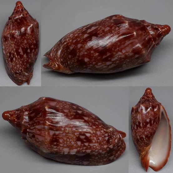 shellauction.net :: Cymbiola innexa - 3790312