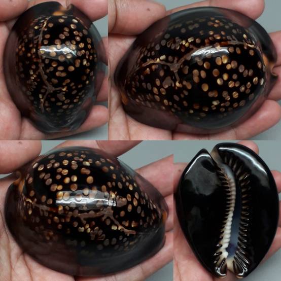 shellauction.net :: Mauritia mauritiana - 3790372