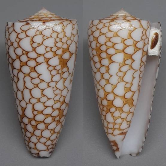 shellauction.net :: Conus nobilis - 3790374