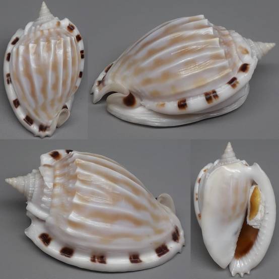 shellauction.net :: Phalium fimbria - 3790396
