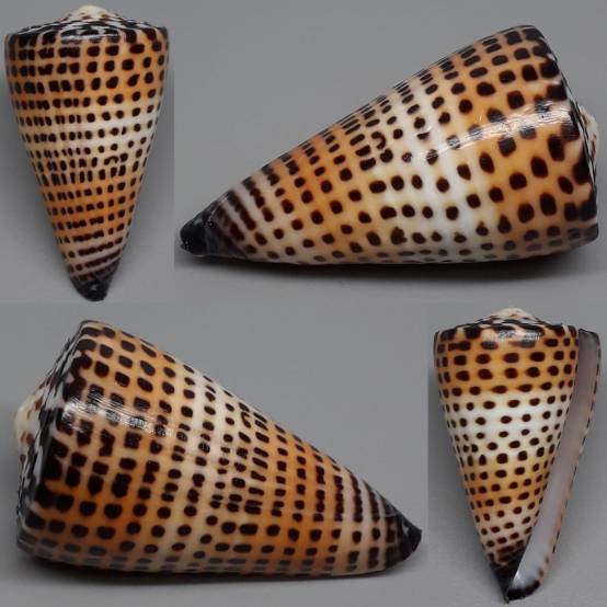 shellauction.net :: Conus litteratus - 3790460