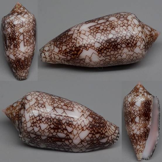 shellauction.net :: Conus canonicus - 3790466