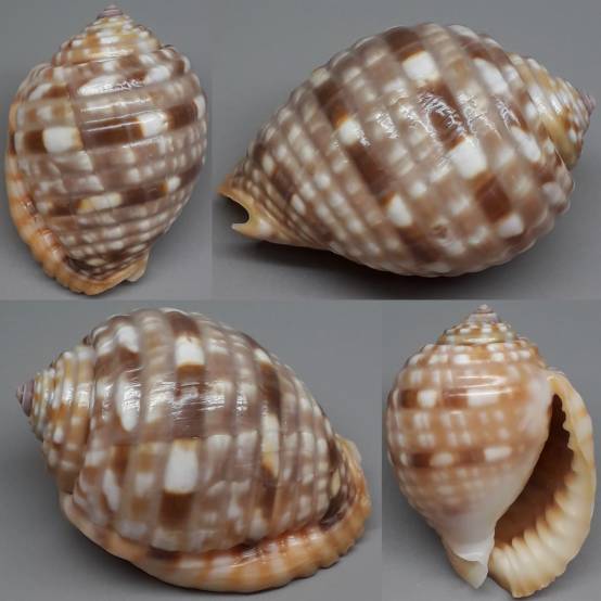 shellauction.net :: Malea pomum - 3790500