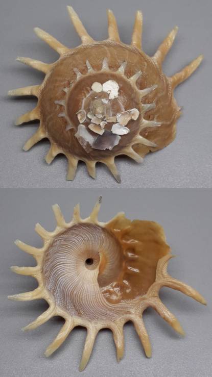 shellauction.net :: Stellaria solaris - 3790703