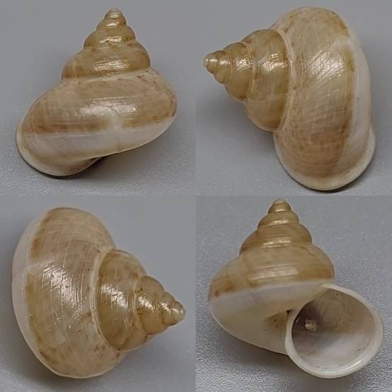 shellauction.net :: Lagocheilus sp. - 3790821
