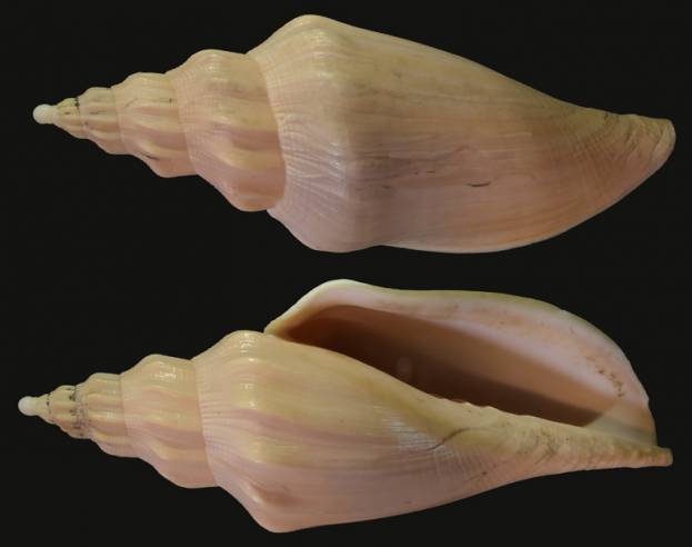 shellauction.net :: Fulgoraria allanlimpusi - 3791004