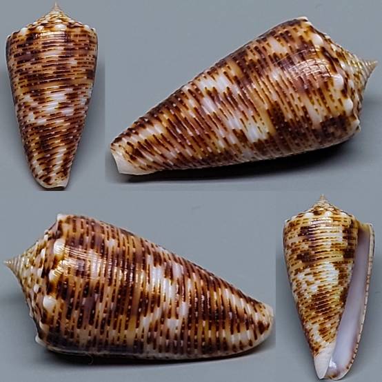 shellauction.net :: Conus alexandrei - 3791264