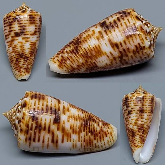 shellauction.net :: Conus alexandrei - 3791265