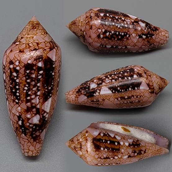 shellauction.net :: Conus legatus - 3791896