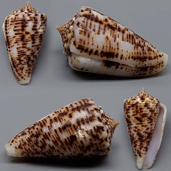 shellauction.net :: Conus alexandrei - 3791990