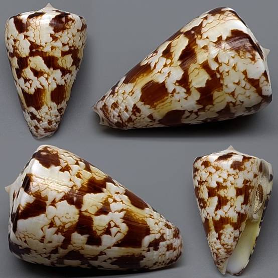 shellauction.net :: Conus caracteristicus - 3792035