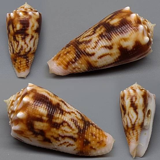 shellauction.net :: Conus moluccensis - 3792066