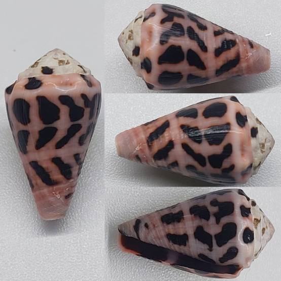 shellauction.net :: Conus ebraeus - 3792185