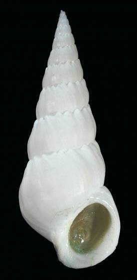 shellauction.net :: Opalia granosa - 3792203