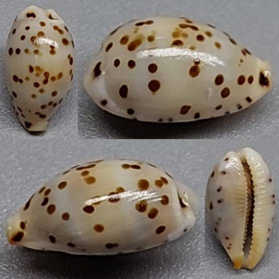 shellauction.net :: Ransoniella punctata - 3792222