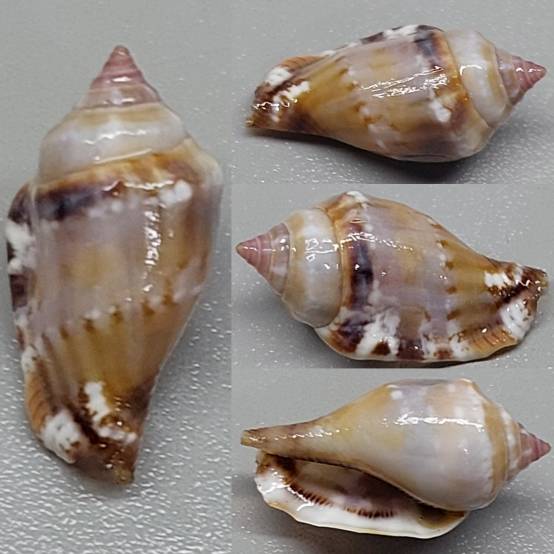 shellauction.net :: Strombus mutabilis - 3792242