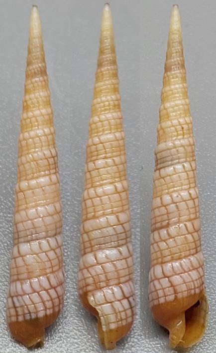 shellauction.net :: Terebra babylonia - 3792327