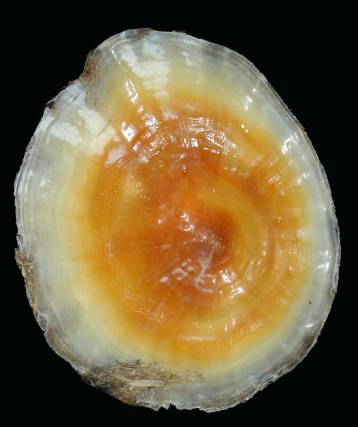 shellauction.net :: Umbraculum umbraculum - 3792448