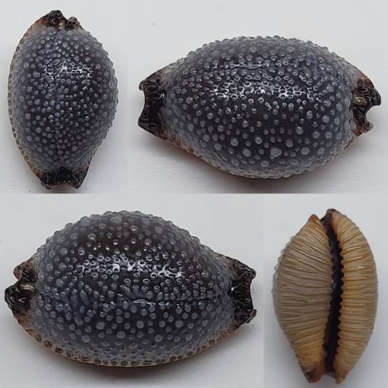 shellauction.net :: Staphylaea limacina - 3792513