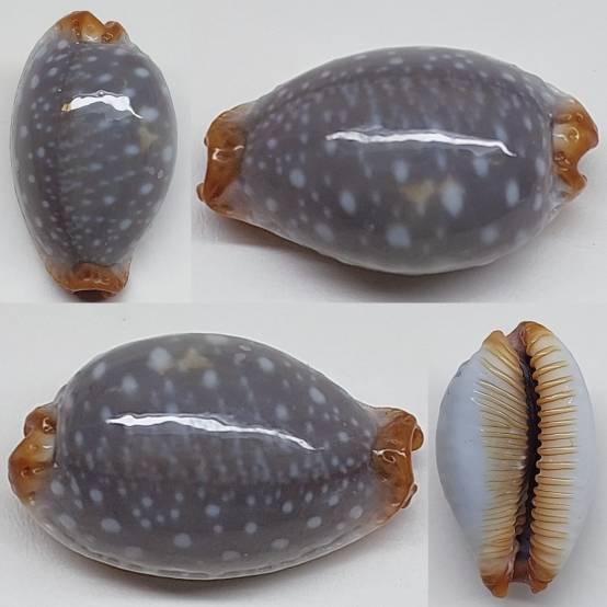 shellauction.net :: Staphylaea limacina - 3792539