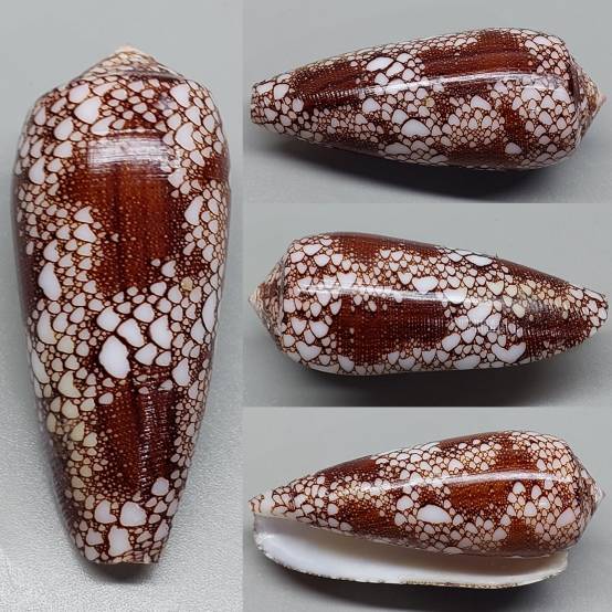 shellauction.net :: Conus omaria - 3792543