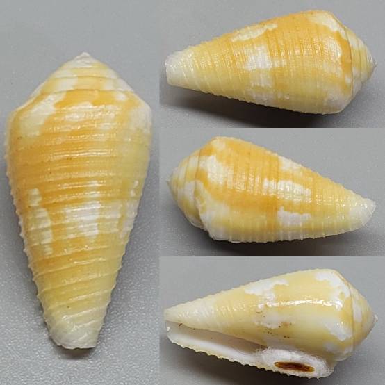 shellauction.net :: Conus pertusus - 3792549