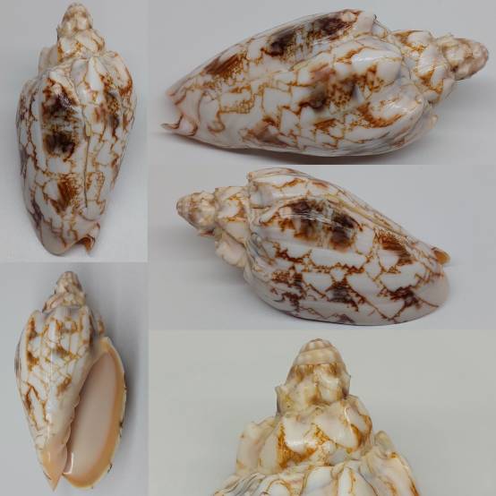 shellauction.net :: Cymbiola vespertilio - 3792765