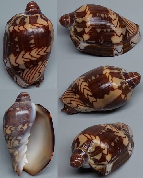 shellauction.net :: Cymbiola nobilis - 3792889