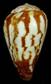 shellauction.net :: Conus bulbus - 3792962